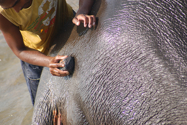 An Elephant a Day: Elephant No. 338: Painting with a Toothbrush