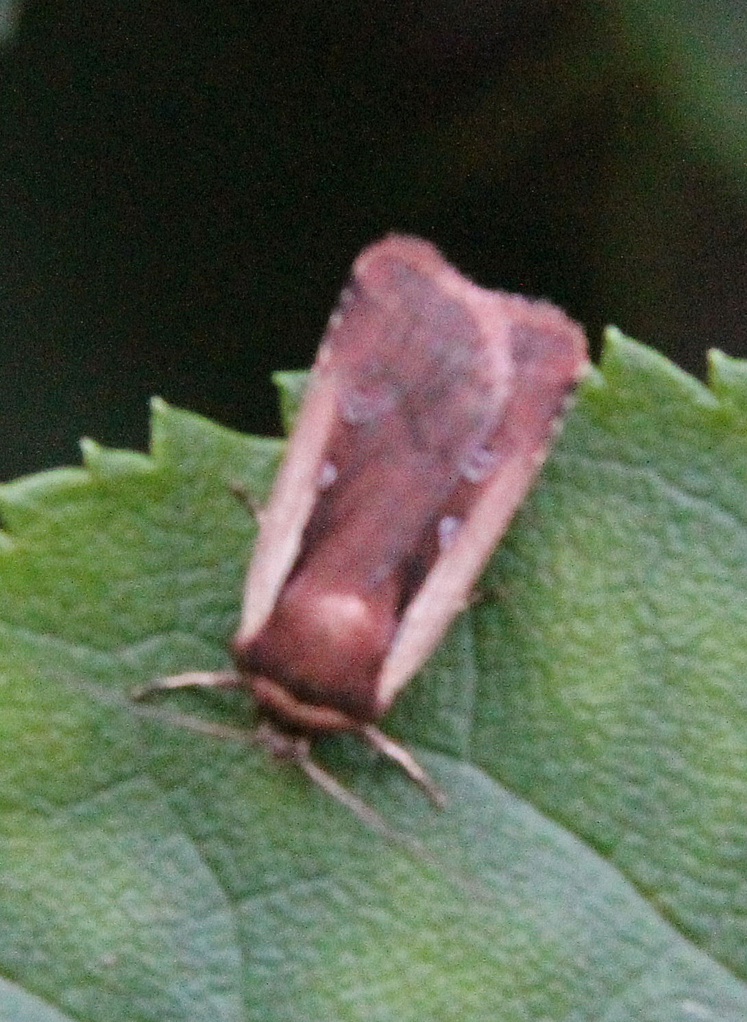 Birding with Flowers: June Moths