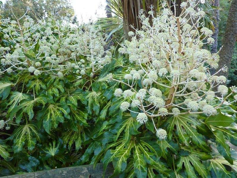 HOW TO GROW FATSIA JAPONICA |The Garden of Eaden