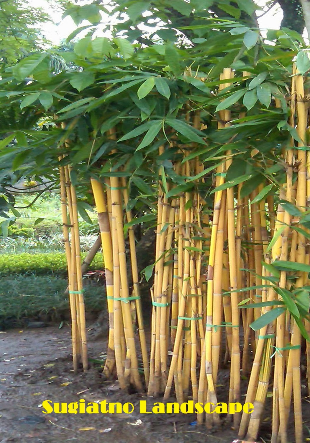 Bambu panda kuning, jual bambu panda, bambu model baru | Tukang Taman
