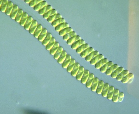 Cyanophyceae (Alga Hijau- Biru) ( Ordo Hormogonales): “ Cyanophyceae ...