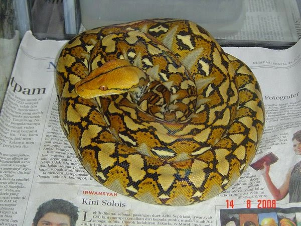 LOKALITY RETIC ~ R.J. Syahrulloh