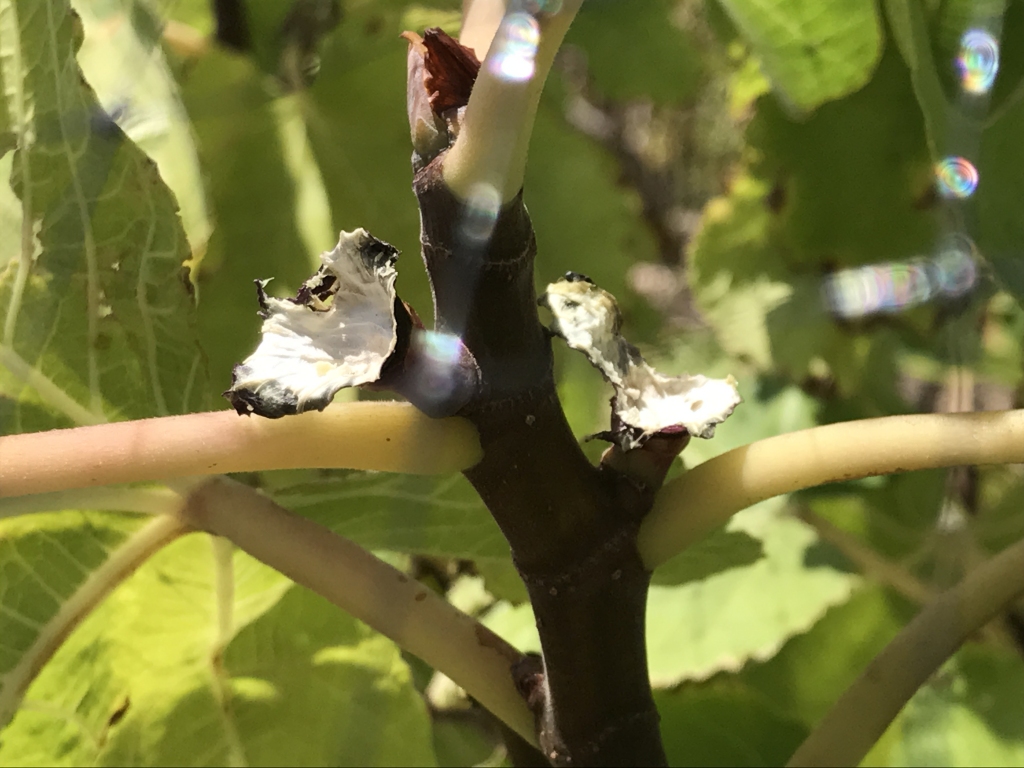 Xtremehorticulture of the Desert: Figs Eaten on Tree Could be Rats!
