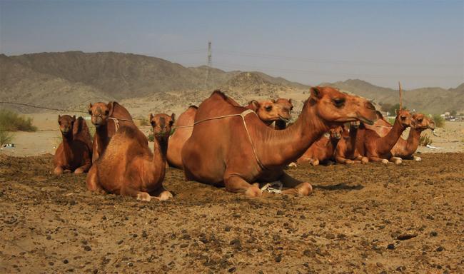 Di Makkah, Harga Air Kencing Unta Lebih Mahal dari Harga Susu Unta ...