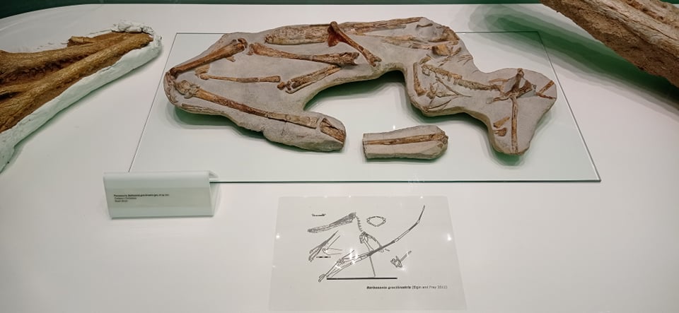 avenida da salúquia 34: BARBOSANIA GRACILIROSTRIS