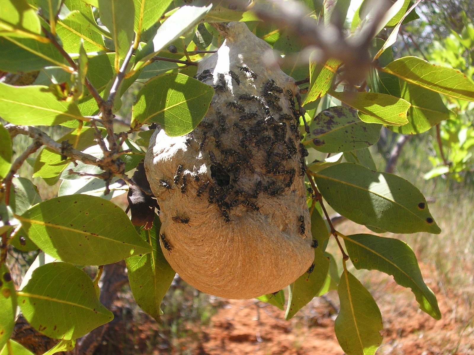 natureza selvagem: Marimbondo enxu-da-beira-do-telhado