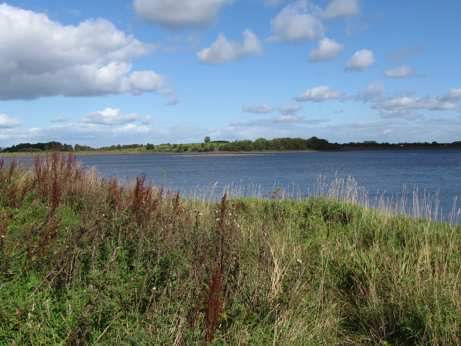 Glasgow's Wilds Better: Balgray Reservoir - Wader Success?