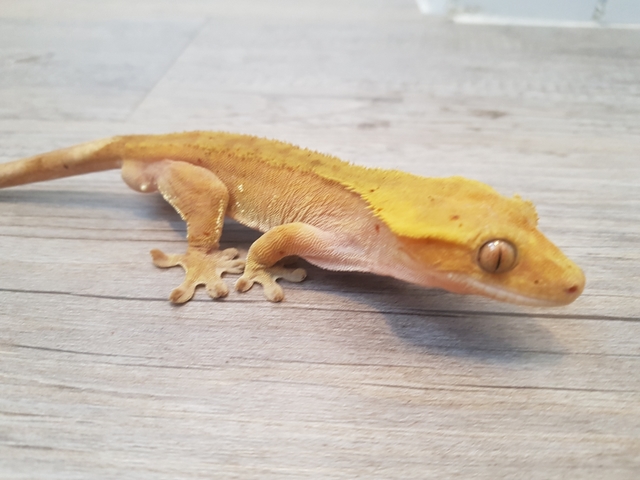 Crestados&Co: Gecko Crestado