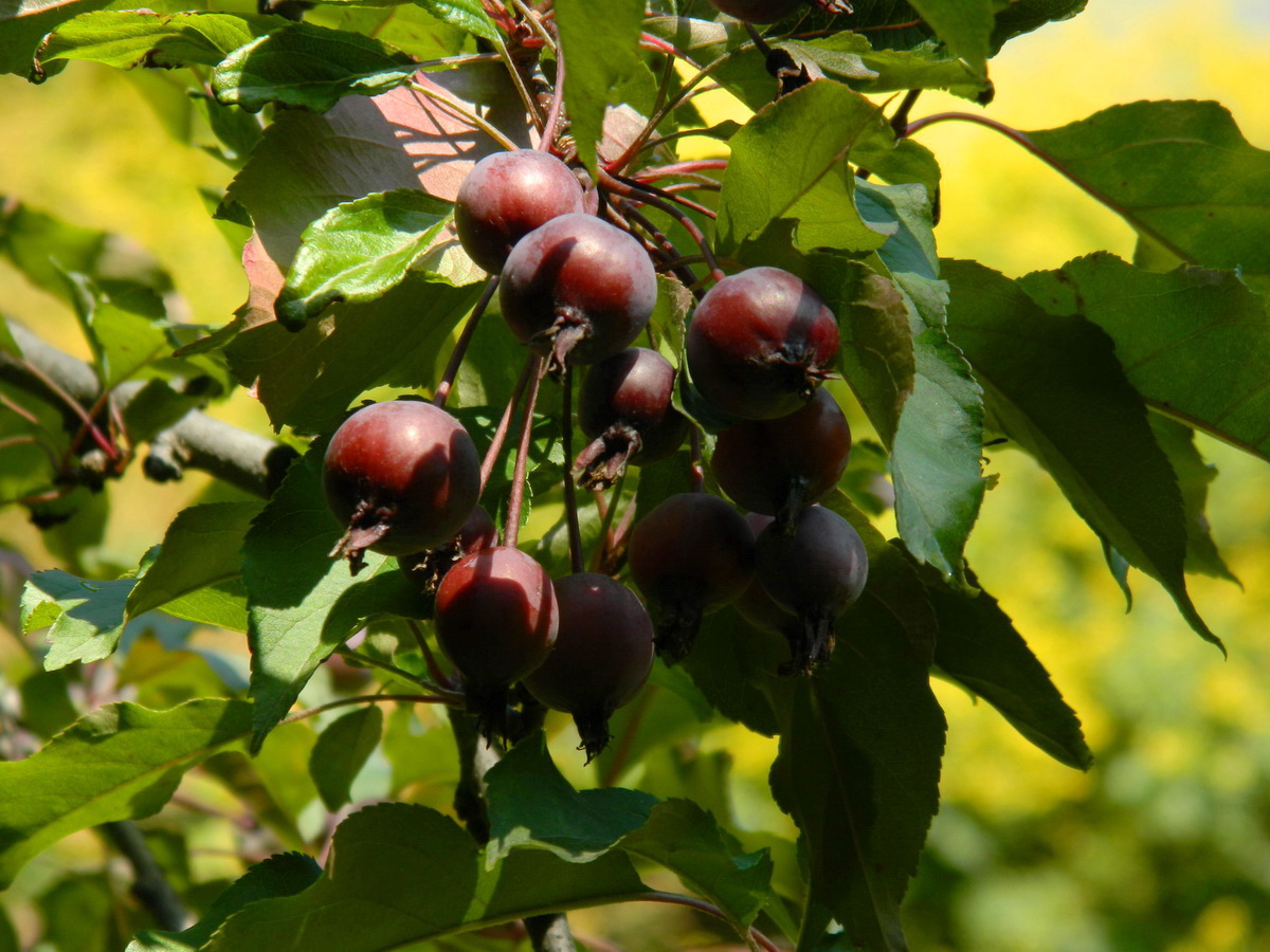 LA MULTI ANI, ROMANIA!: Merisoare