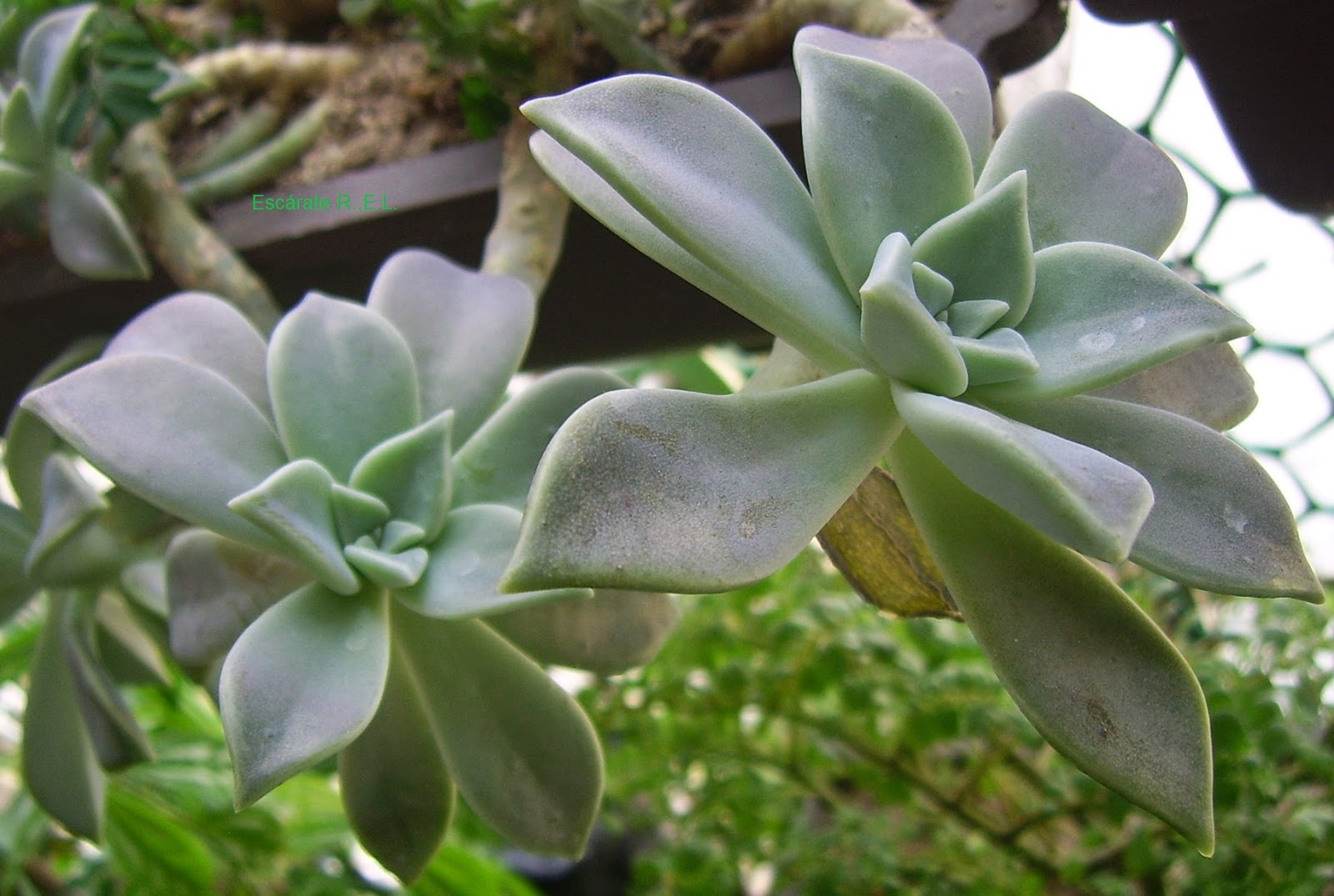 HIDRENQUIMO: Graptopetalum paraguayense (NE Br..) E. Walther