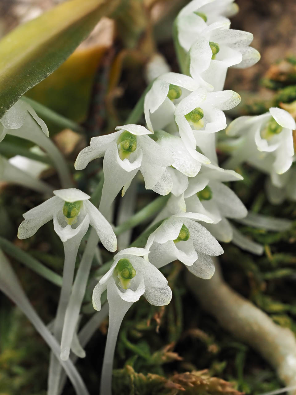 Diaphananthe millarii