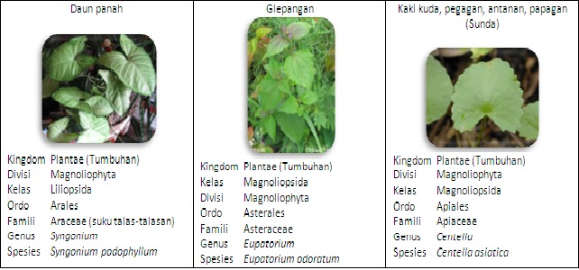 Morfologi Tumbuhan (Mortum) | Biology Study Center