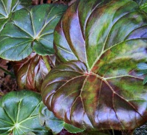 Всё о бегониях и не только...: Begonia 'Foxy Lady', Begonia 'Freddie ...