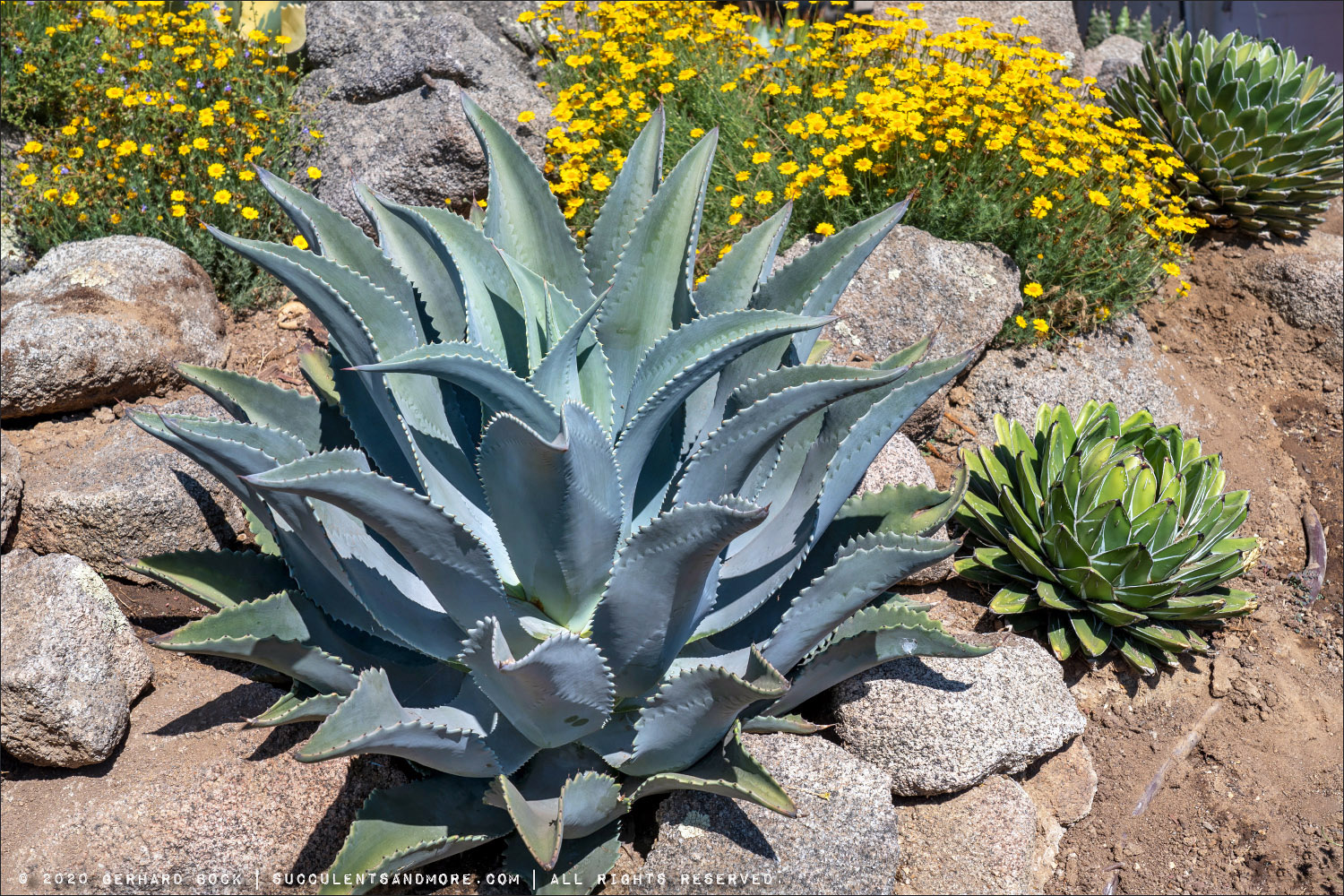Jeremy Spath's Hidden Agave Ranch: the grounds