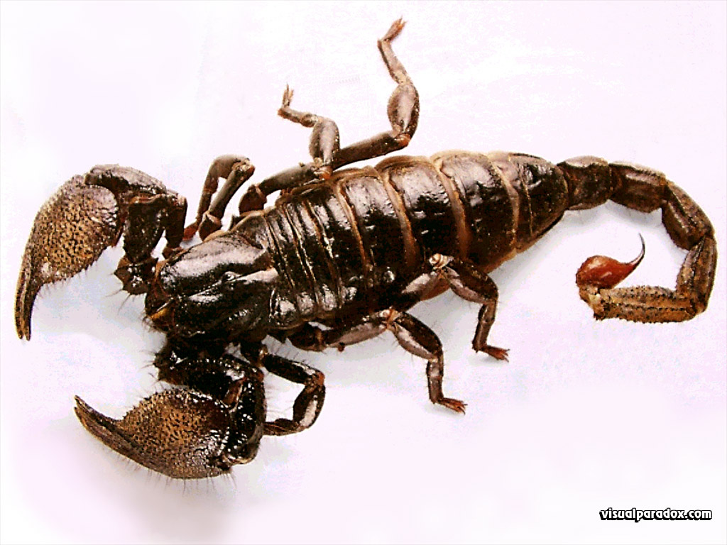 Fantastica Animal: Scorpion The Exotic Animal