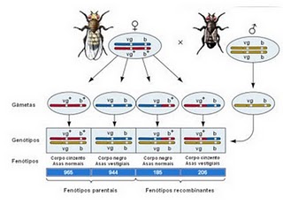 Biologia para Entender: Extensões da Genética