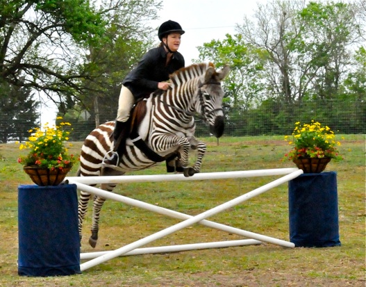 GEOGRAFI LINGKUNGAN: ZEBRA : KUDA BERKULIT GARIS HITAM PUTIH DARI AFRIKA