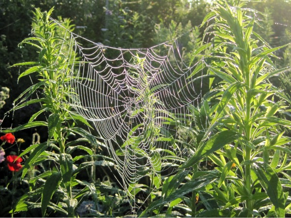 Gardens at Waters East: Spider Webs