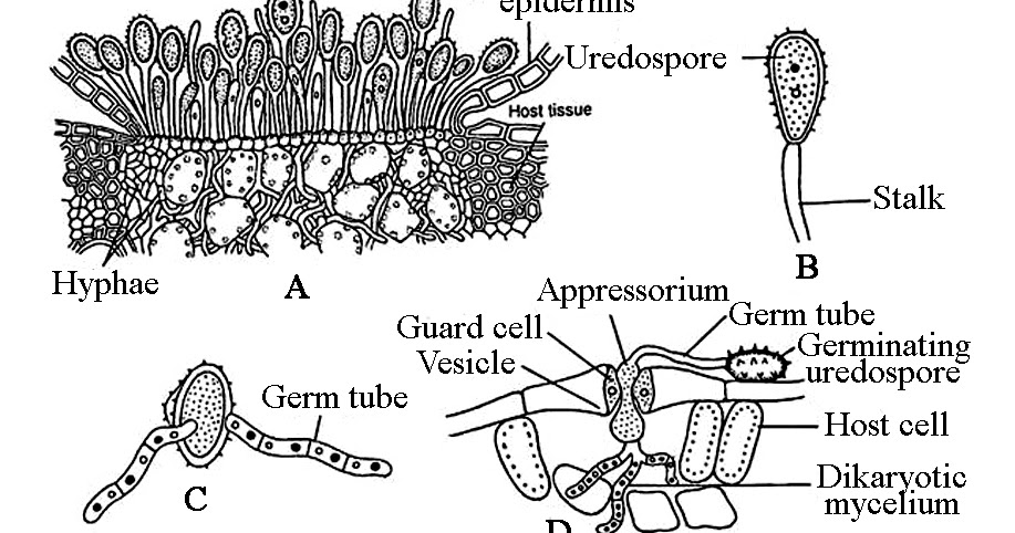 PUCCINIA - CLASSIFICATION, VEGETATIVE STRUCTURE, REPRODUCTION, ECONOMIC ...
