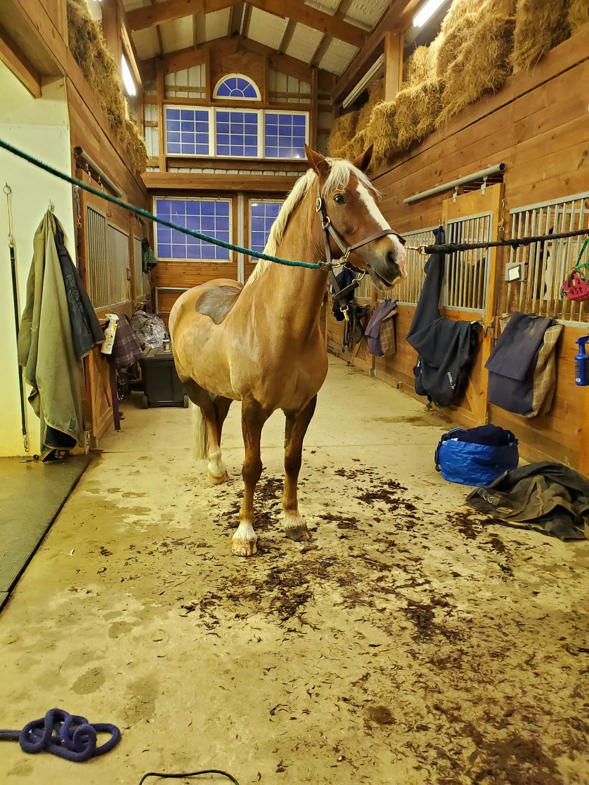 Cob Jockey: Clip #1: Wet Clipping