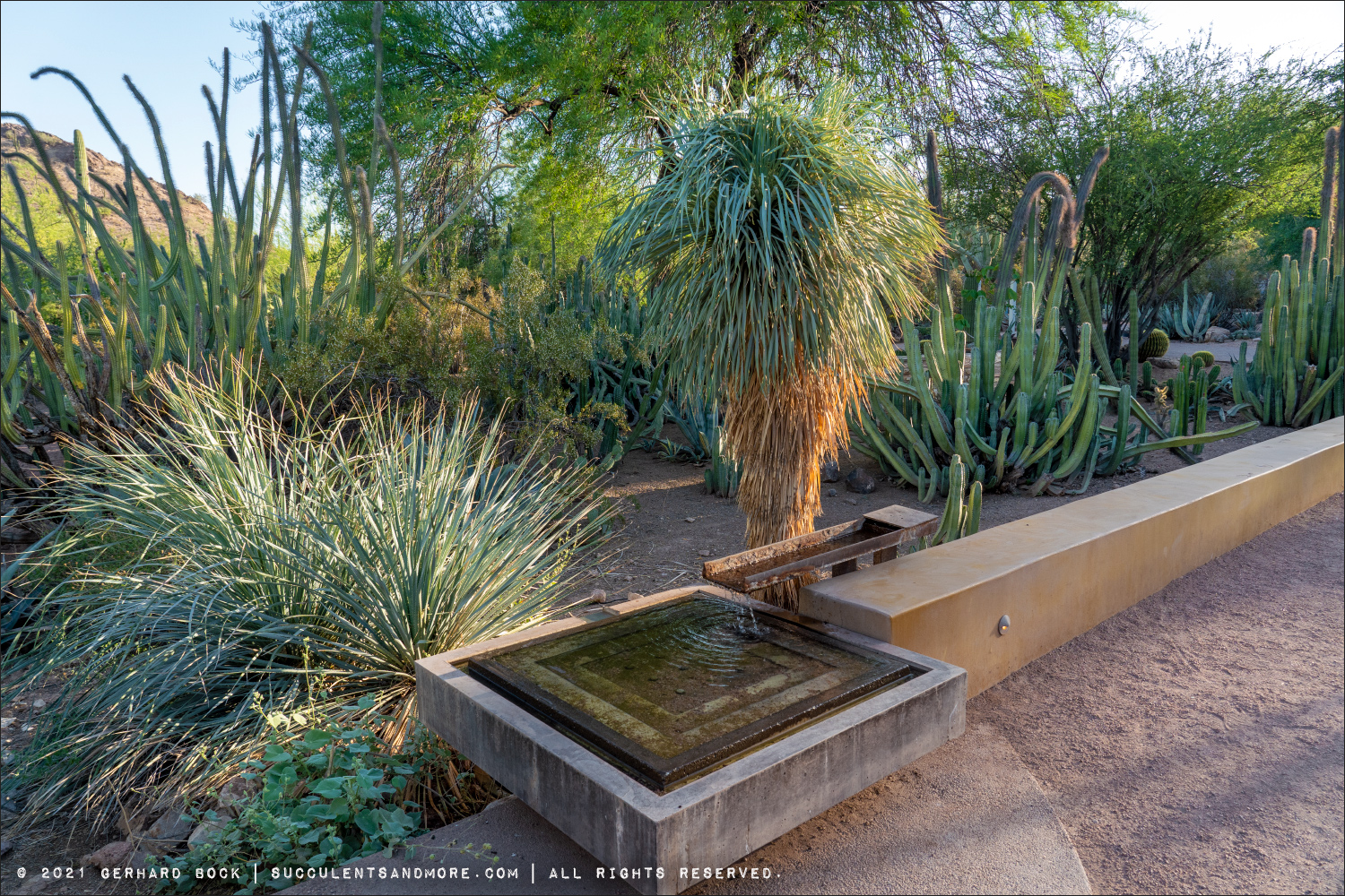 Desert Botanical Garden—evening walk (May 2021)