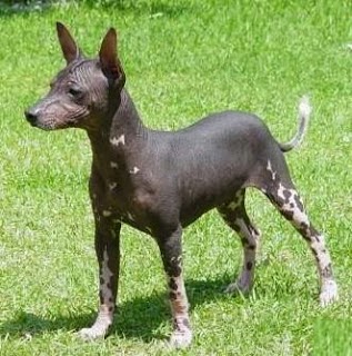 surfingpets: Razas de perro sin pelo