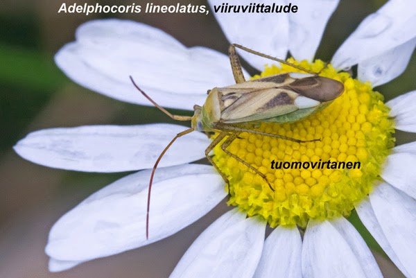 tuomovirtanen: Suomen luteet-Heteroptera-Bugs of Finland