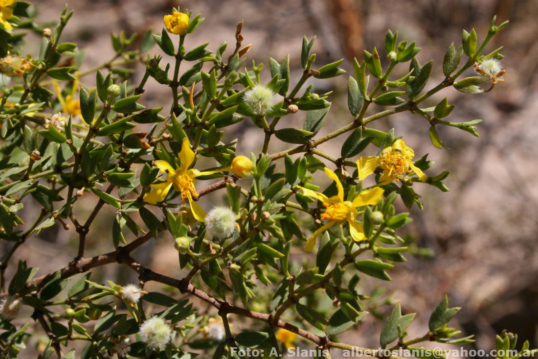 Argentina nativa: Jarilla macho (Larrea cuneifolia)