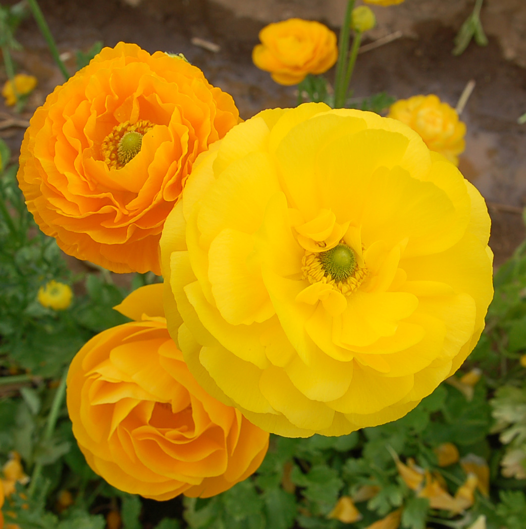 Show + Tell: FLOWER FIELDS FOREVER