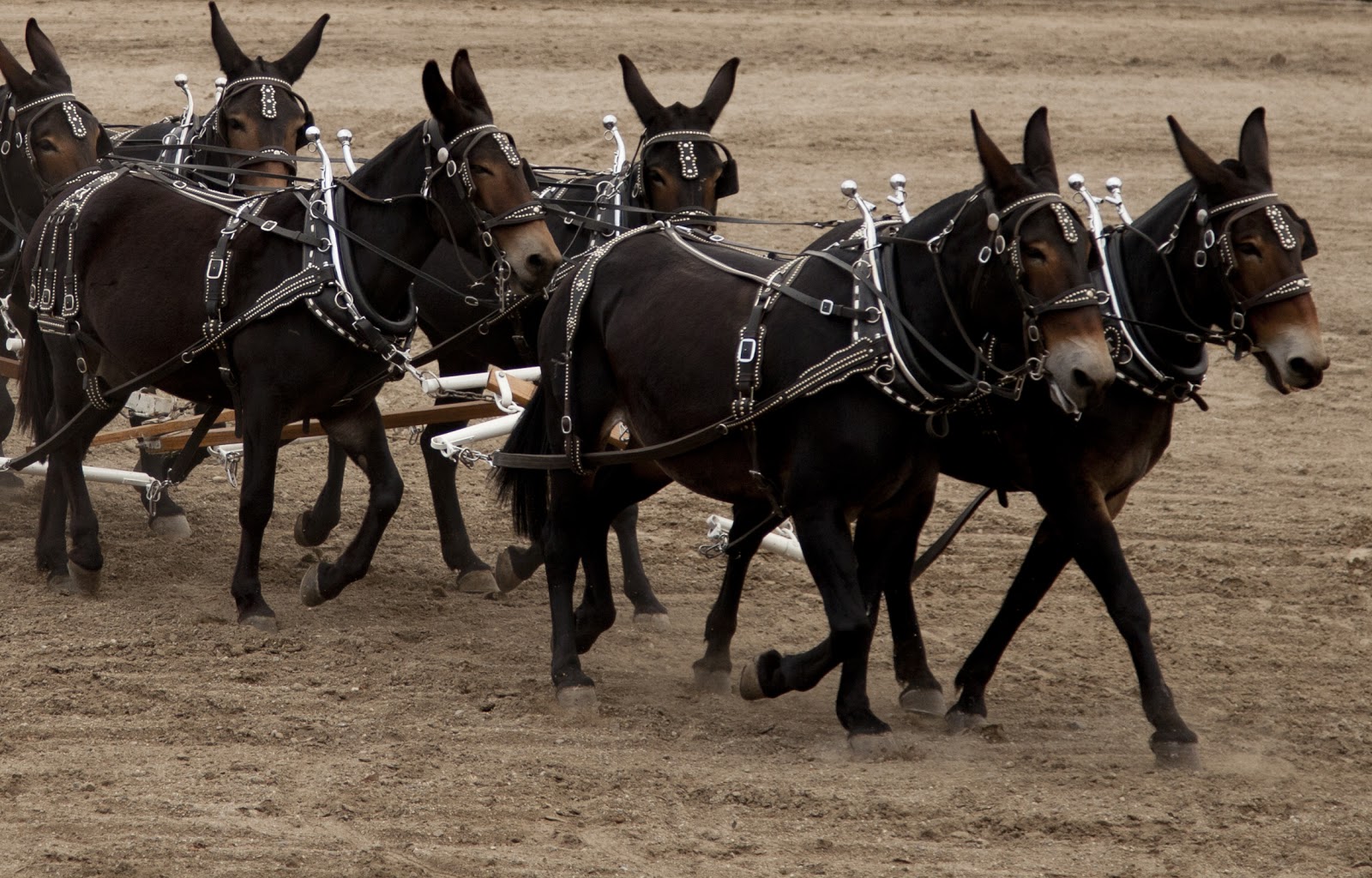 Aly Hansen Photography