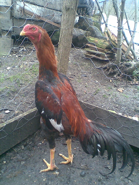 KING GHAZI: Indian Asil