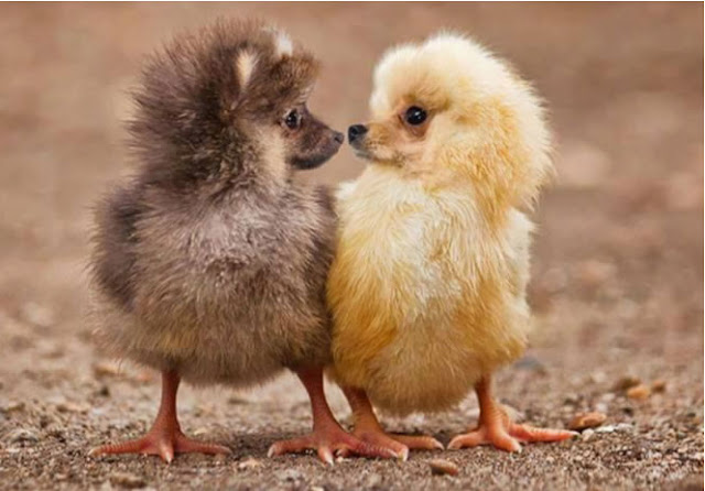 TOP 26 funny photoshopped photos of two animals combined together