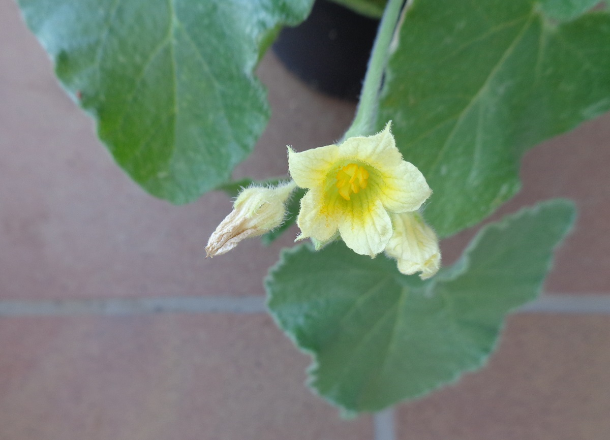 Plantas para hombres: cucurbitáceas