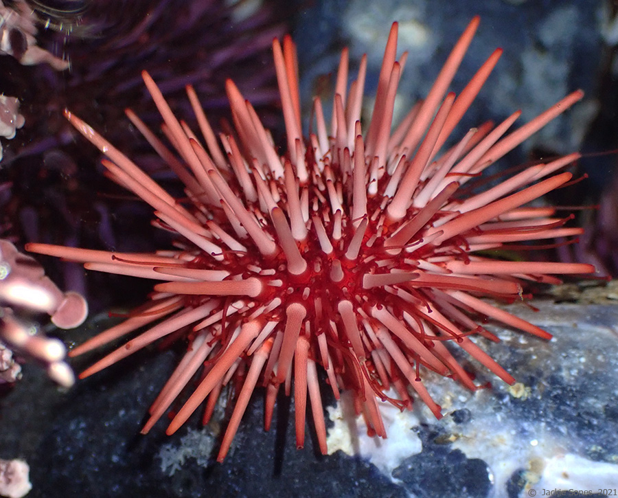 The Natural History of Bodega Head: Red end of the spectrum