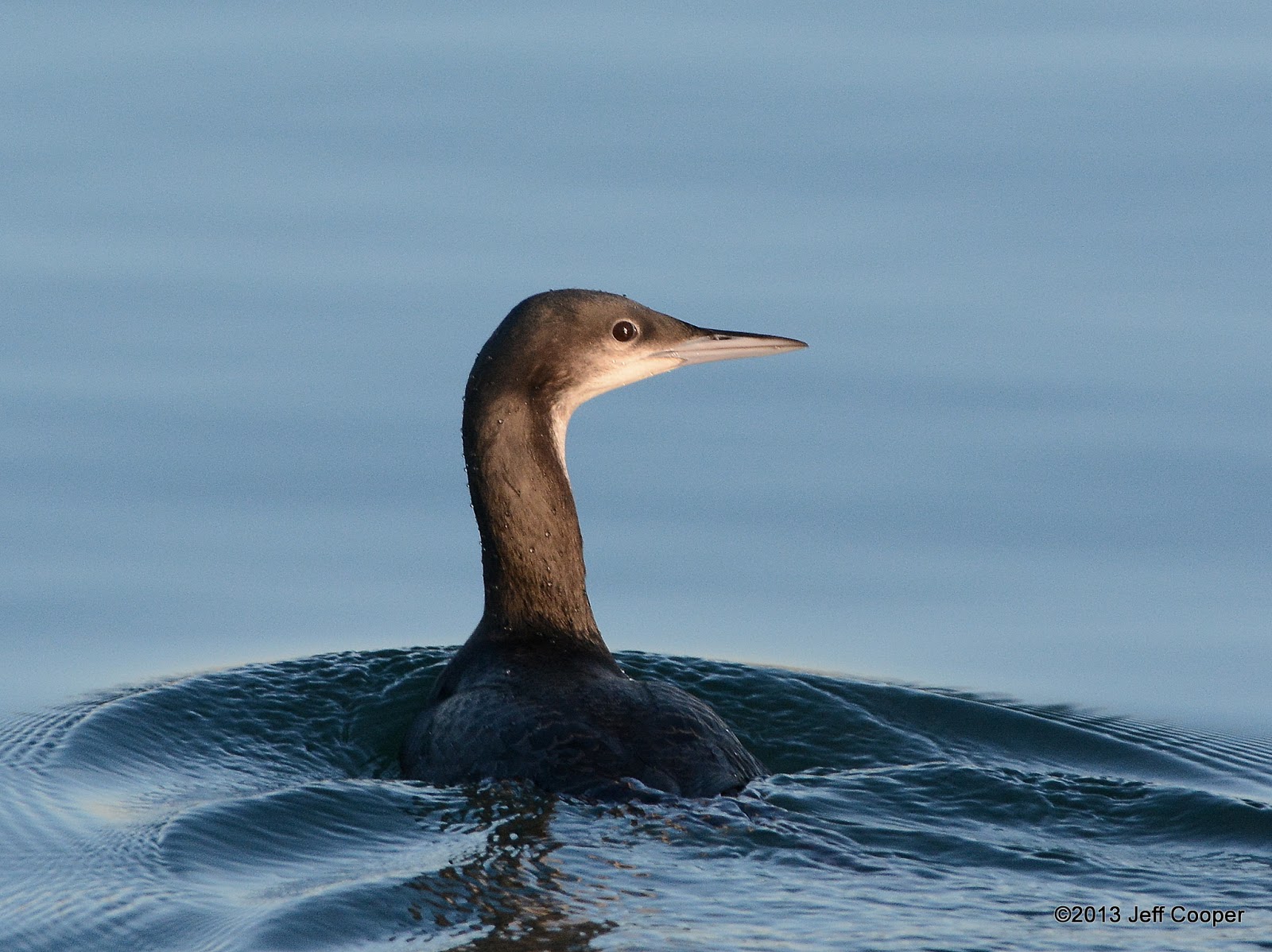 NeoVista Birds and Wildlife: Moon to Loon: Am I a Loony Bird?