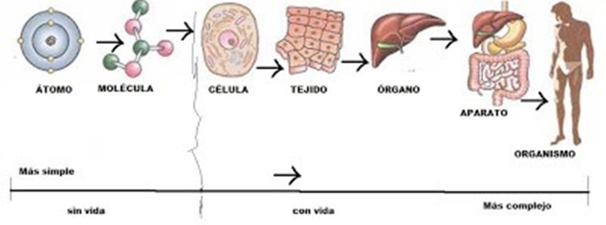 Niveles de Organización de la Materia. - Matemática Serie 23