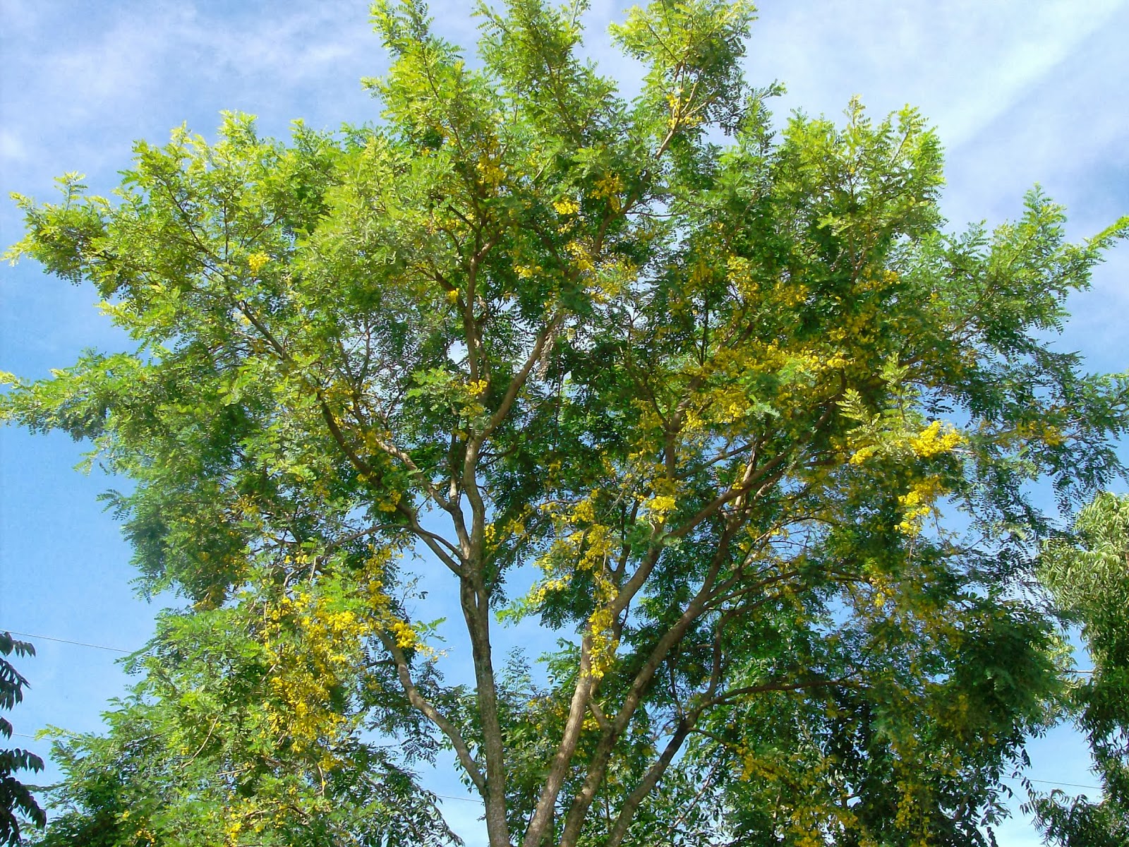 Verde Natura: Guachipilín
