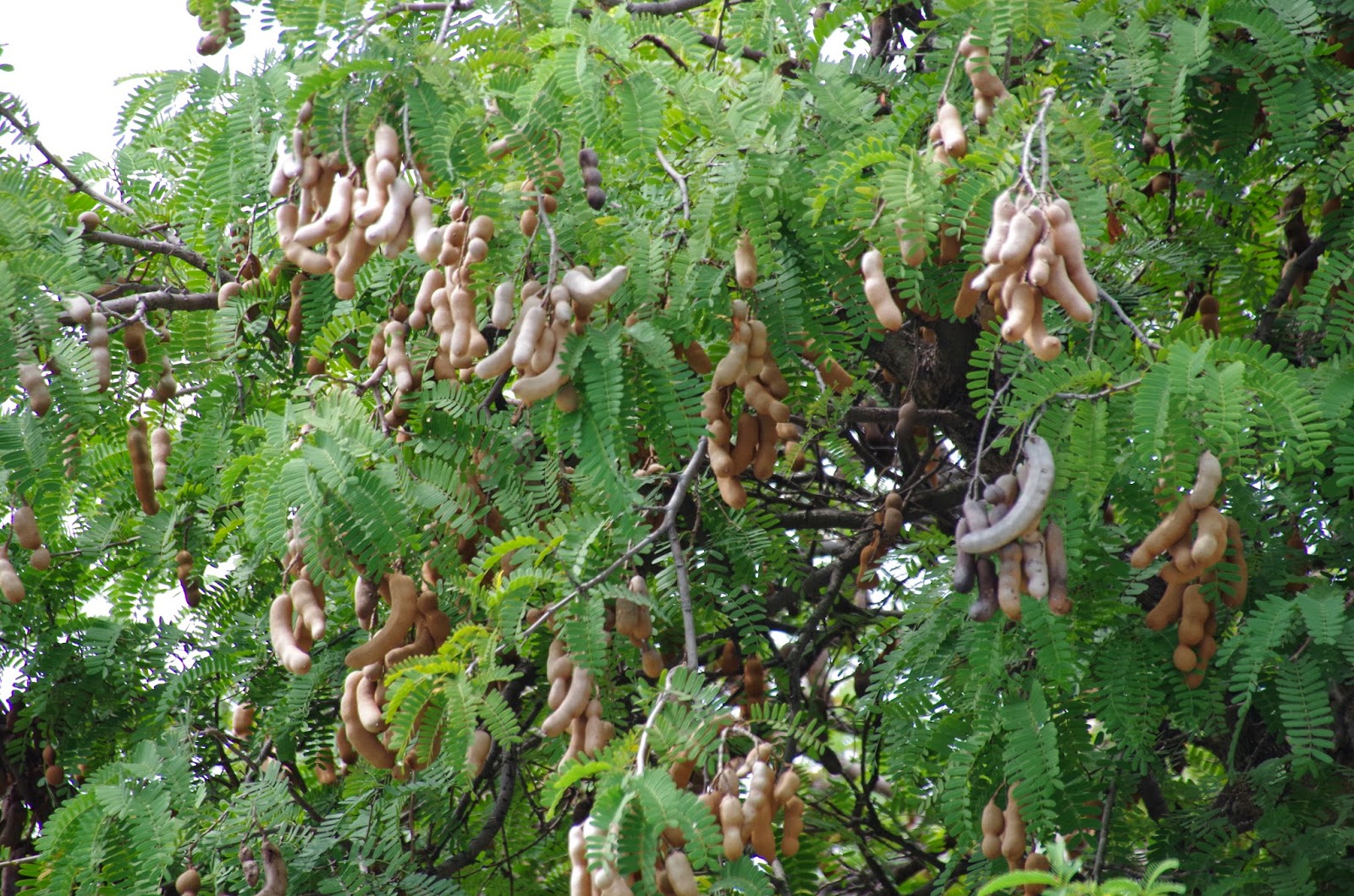 Trees and Plants: Tamarind Tree