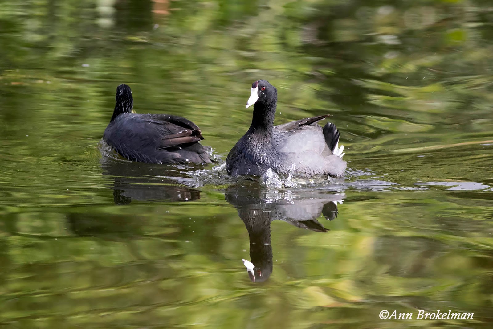 Ann Brokelman Photography: American Coots - Florida