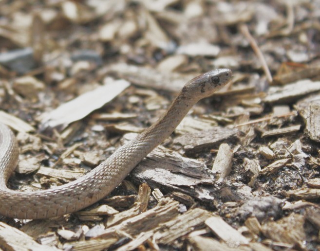 साँपो के बारे में 25 रोचक जानकारियां | 25 Interesting Facts About ...