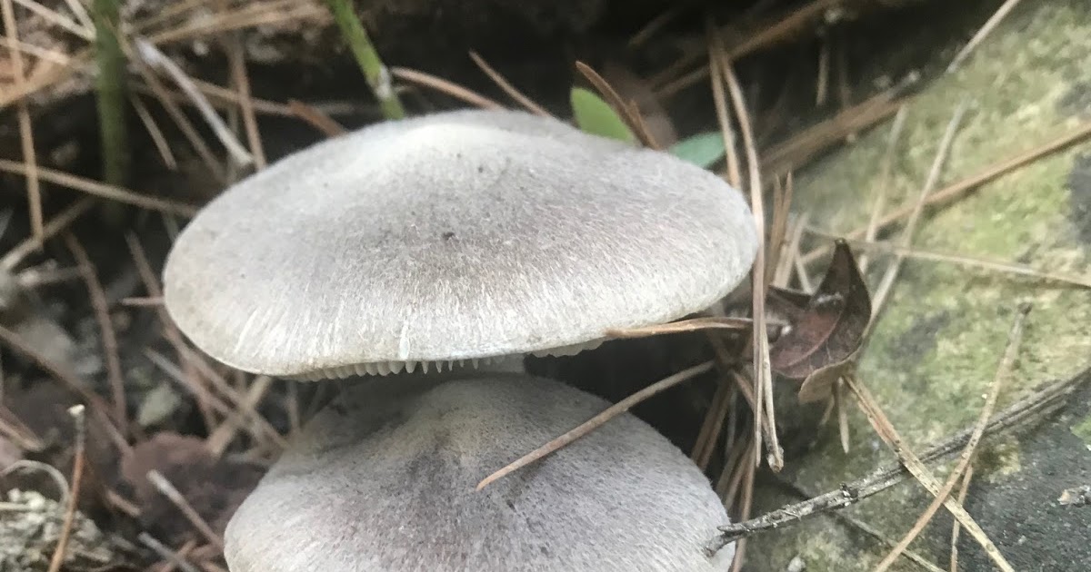 Gastronomia Salvatge i Cuina Silvestre: Fredolics, els precursors del fred