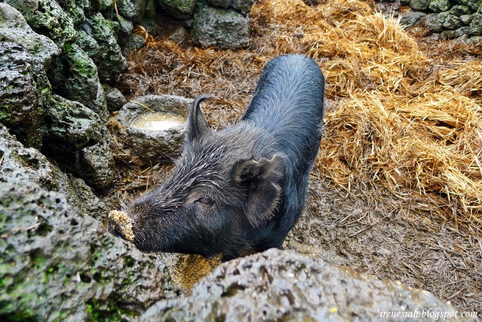 2 Days 1 Night @ Jeju Island - MOVED → www.irenesiah.wordpress.com