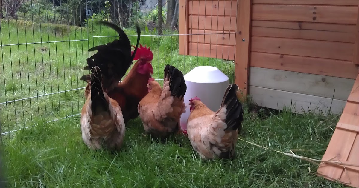 Frau Frieda: Rasmus Rotbart mit Gefolge