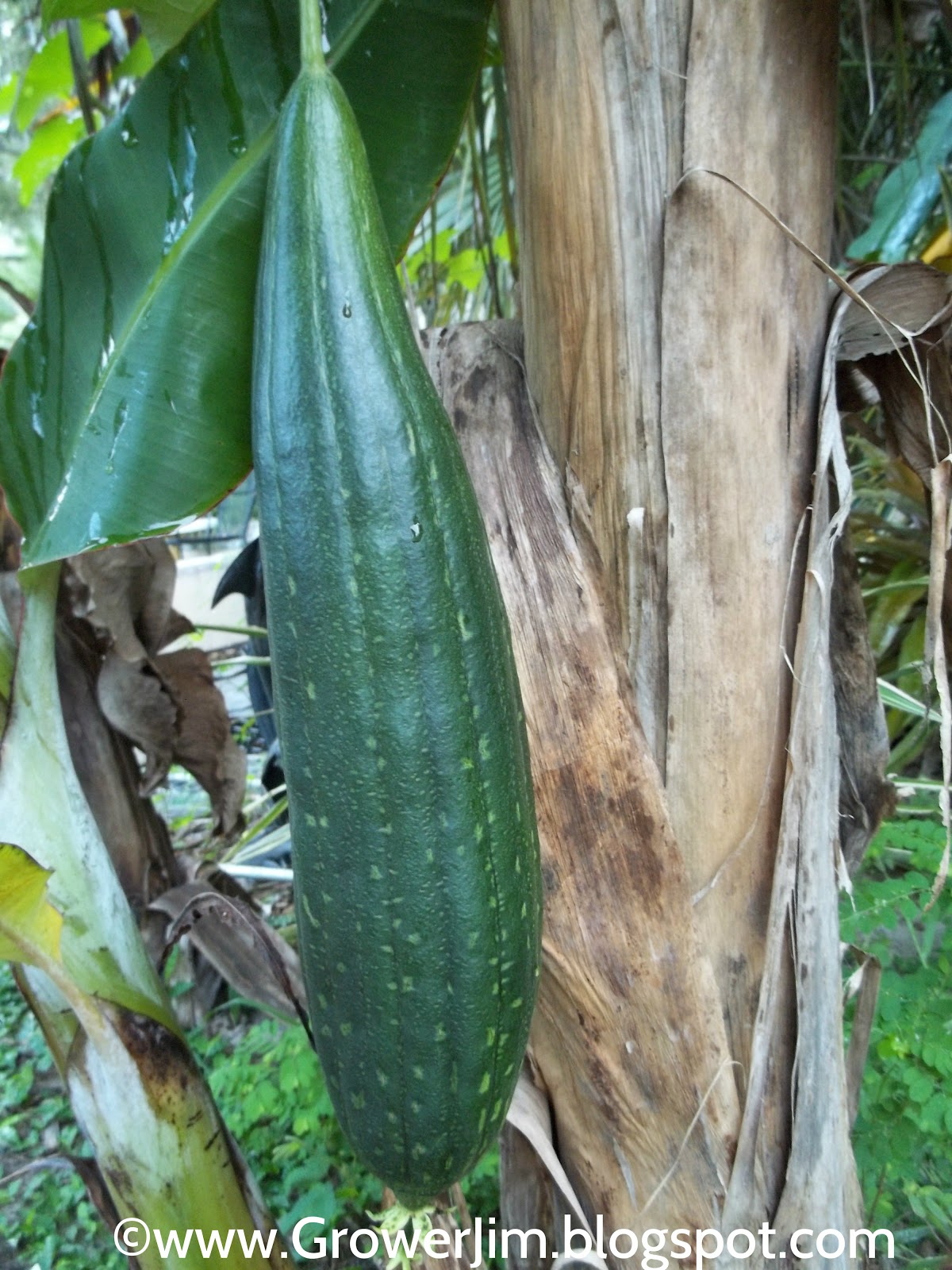 Garden Adventures: Luffa aegyptiaca