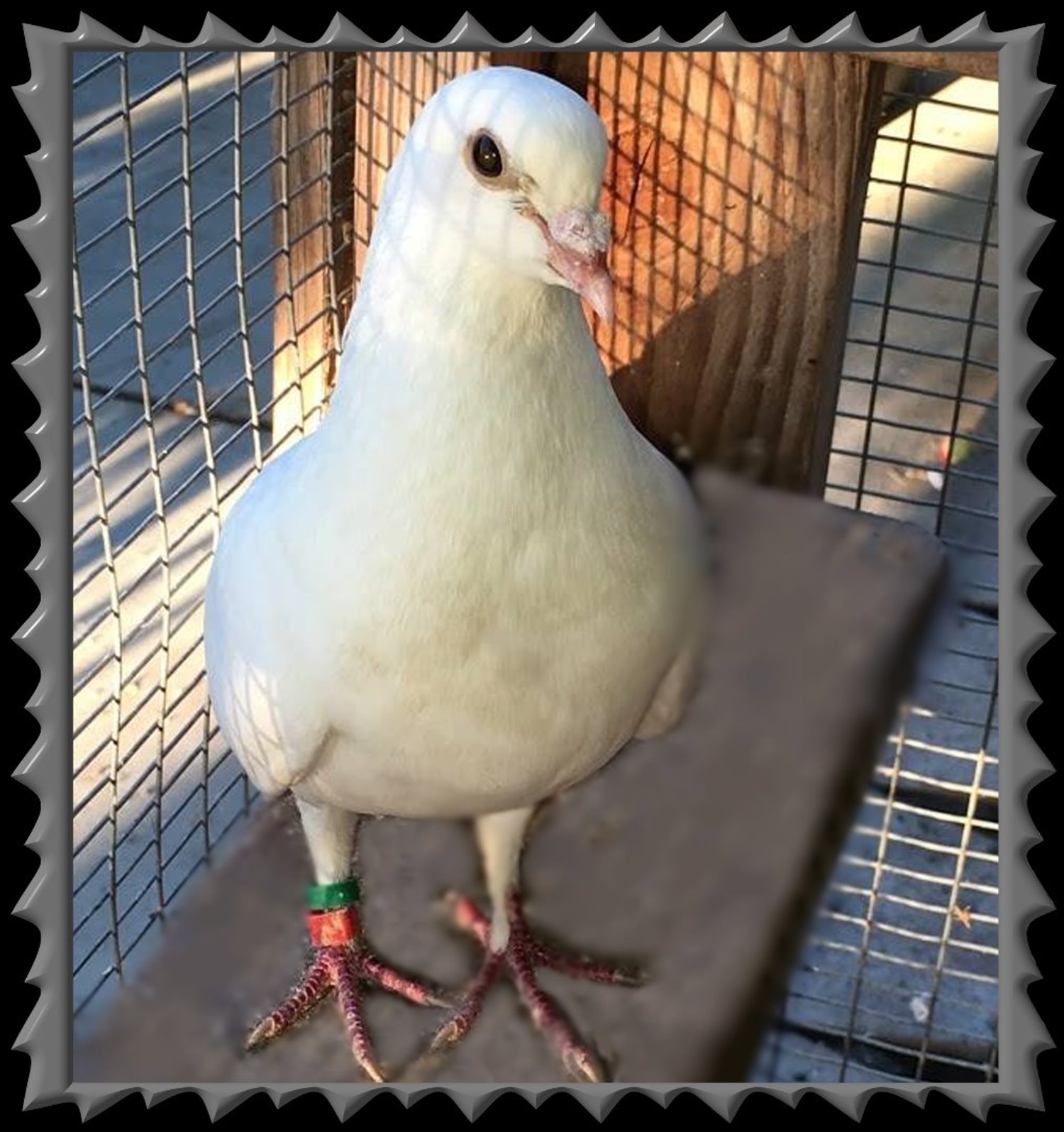 Jose M. Raposo - Ao sabor do vento: PORTUGAL É CAMPEÃO - José M. Raposo