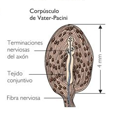 MORFOFISIOLOGIA I: PIEL