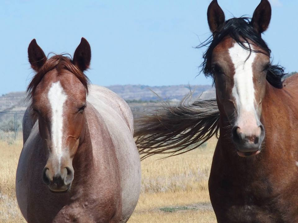 WildDakotaWoman TM: I dragged my daughter to Slope County: Another SW ...