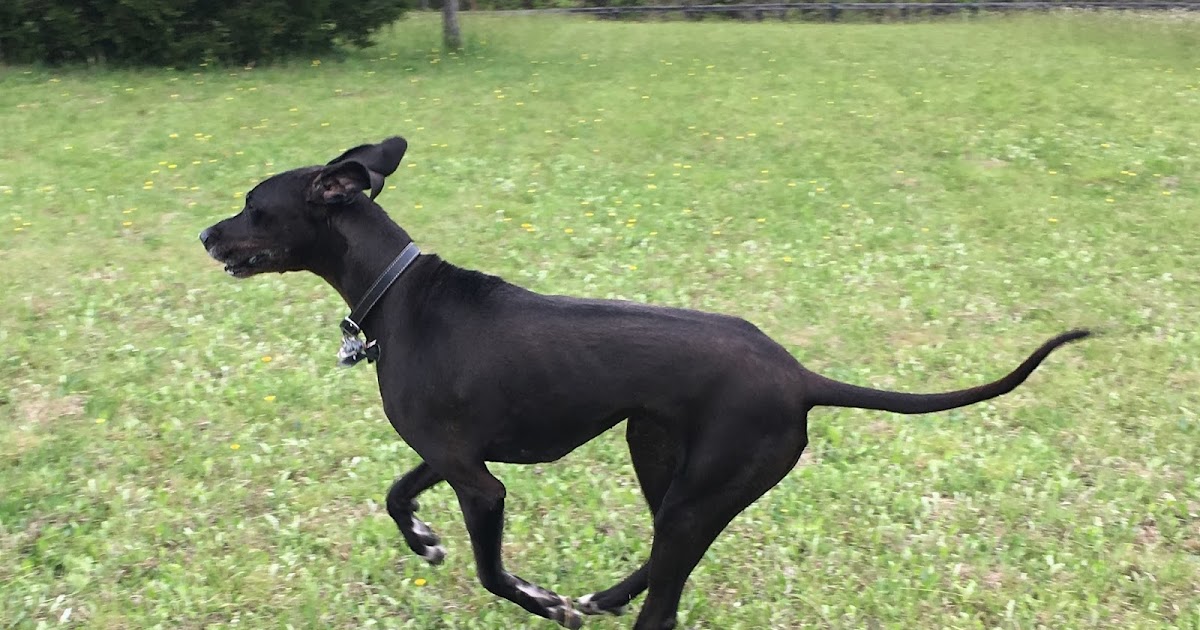 VA Dog Rescue: Graceful Gigi