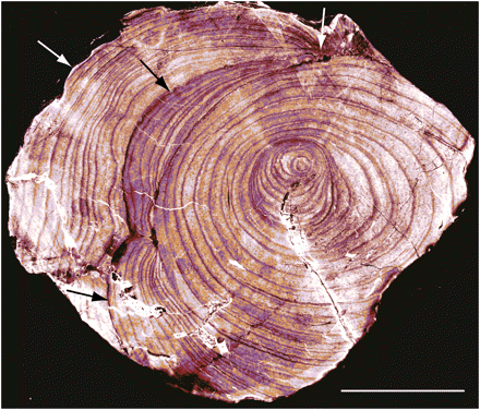 Catalogue of Organisms: Prototaxites Revisited