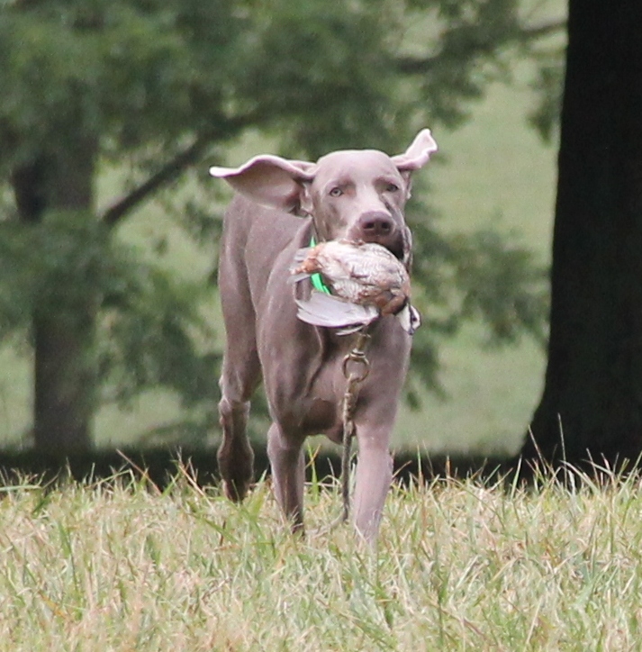 Ashbrooke Weimaraners: Fun with Vizslas